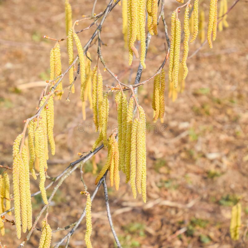 Flowering hazel hazelnut stock image. Image of growing - 141463807