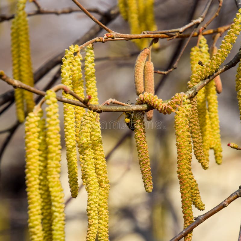 Flowering hazel hazelnut. stock photo. Image of catkin - 141463820
