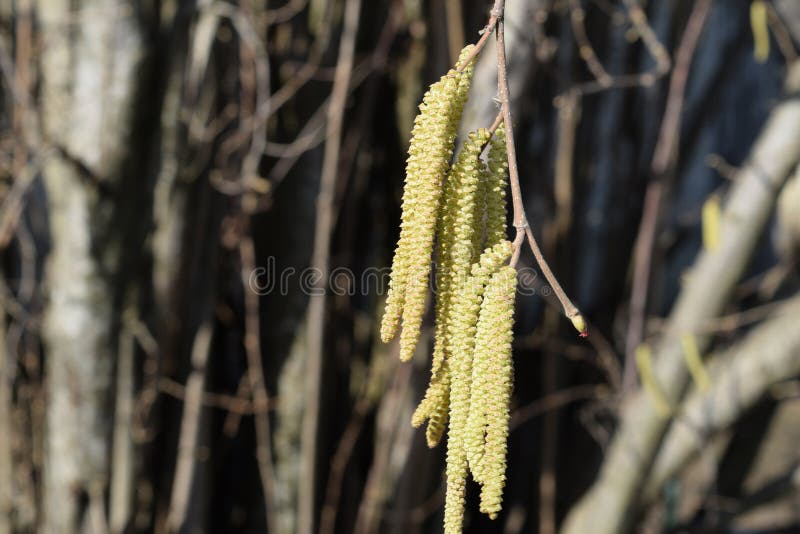 Flowering hazel hazelnut stock photo. Image of detail - 85409872