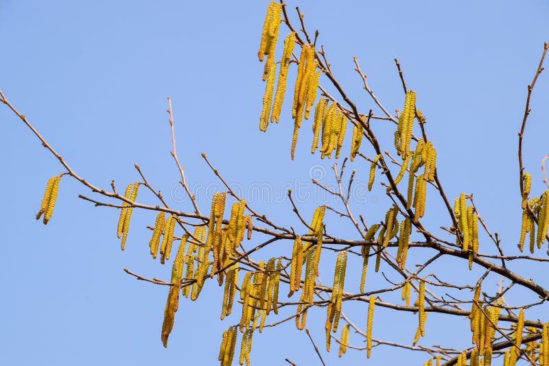 Flowering Hazel Hazelnut. Hazel Catkins on Branches. Stock Image ...
