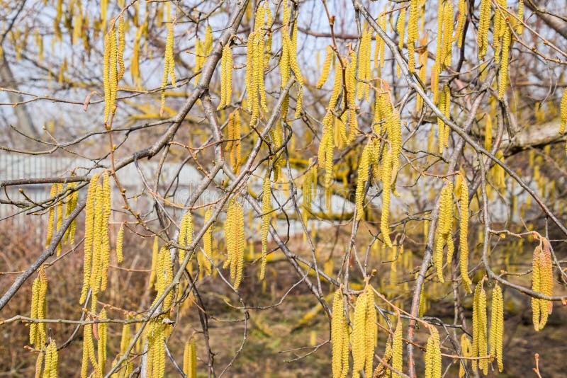 Flowering Hazel Hazelnut. Hazel Catkins on Branches. Stock Photo ...