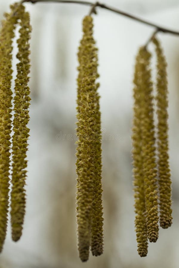 Flowering Hazel Hazelnut. Hazel Catkins on Branches Stock Image - Image ...