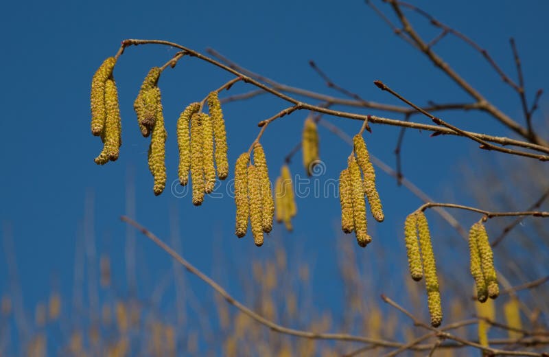Flowering hazel stock photo. Image of light, bush, tree - 89013974