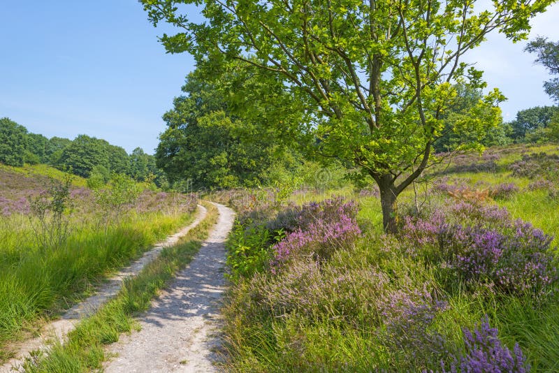 Flowering Heath in a Forest in Summer Stock Image - Image of blue ...