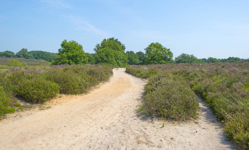 Flowering Heath in a Forest in Summer Stock Image - Image of field ...