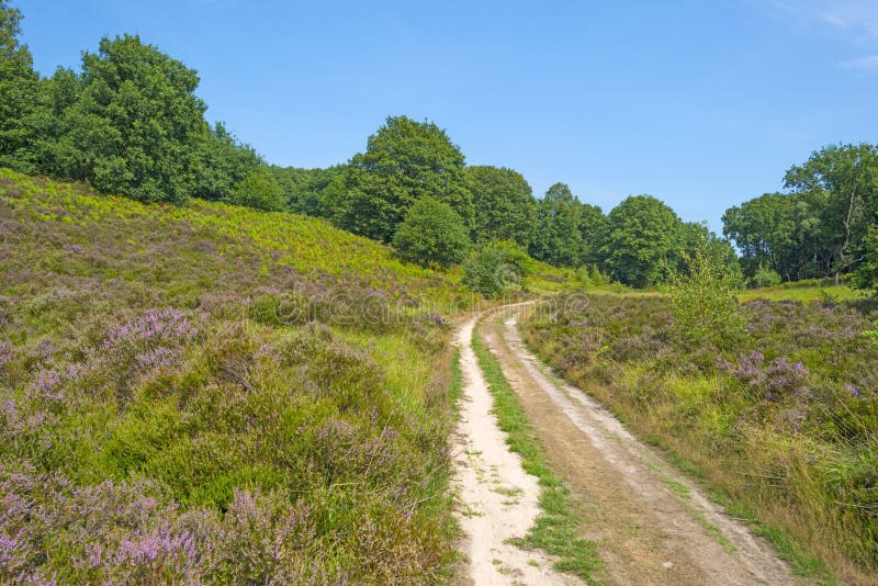 Flowering Heath in a Forest in Summer Stock Image - Image of rural ...