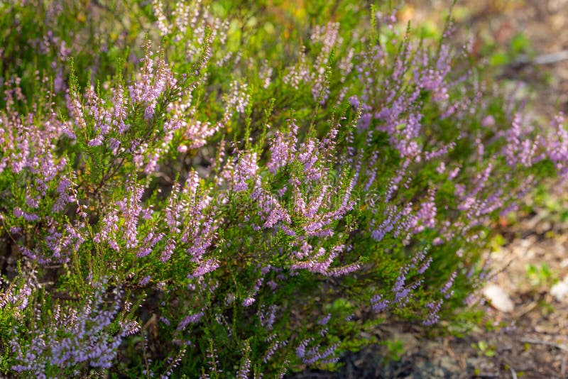 Flowering heather bushes stock image. Image of beautiful - 155788797