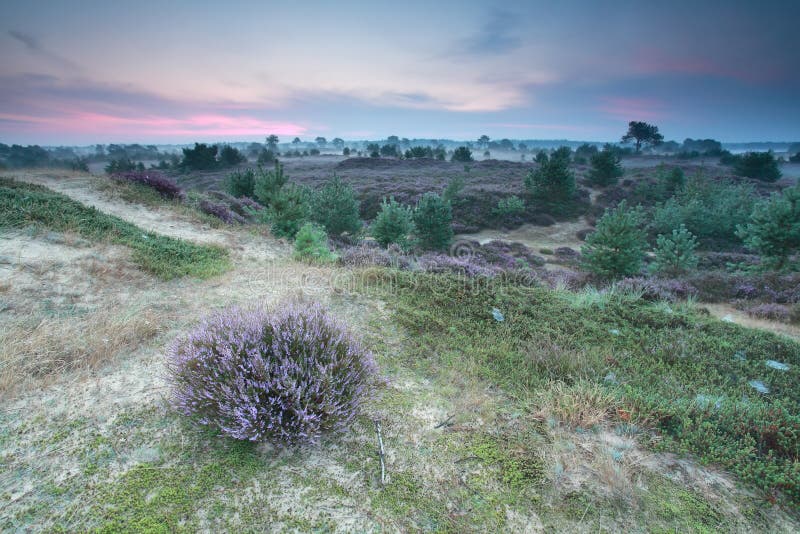 Flowering Heather on Sand Dunes Stock Image - Image of nature, purple ...