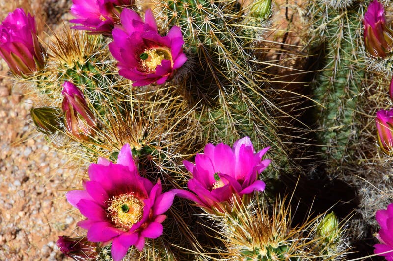 Flowering Hedge Hog cactus stock image. Image of arizona - 315470221