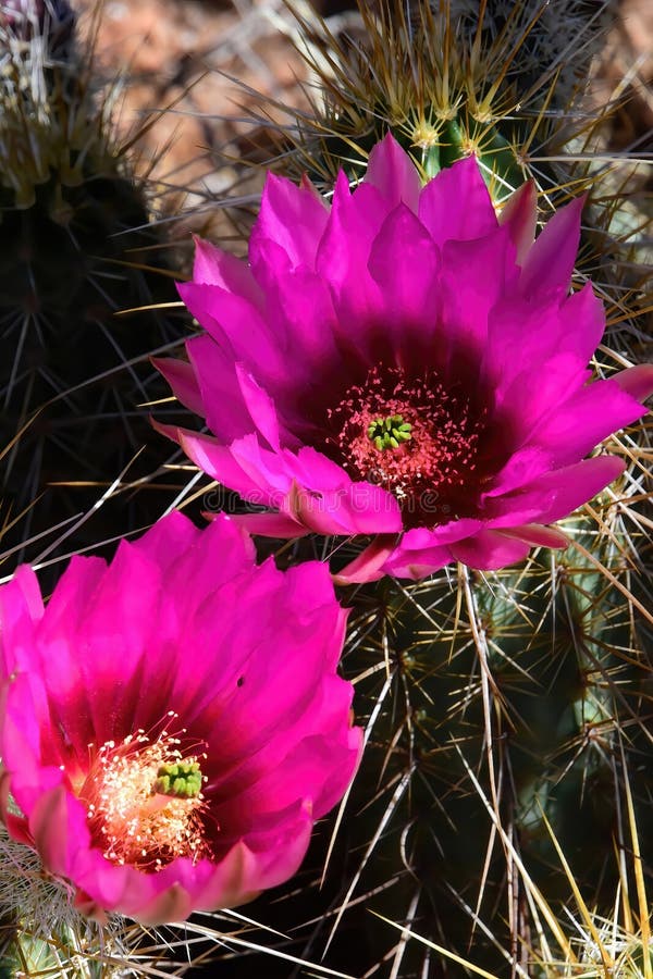 Flowering Hedge Hog cactus stock image. Image of hedge - 316855539