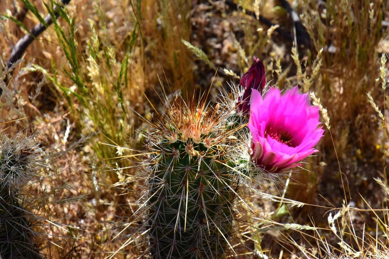 Flowering Hedge Hog cactus stock image. Image of tree - 318357829