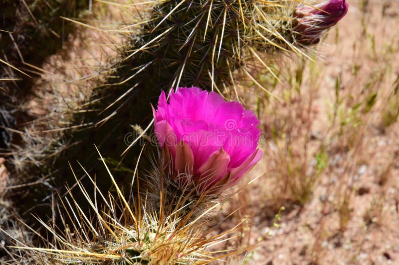 Flowering Hedge Hog cactus stock image. Image of flower - 341735981