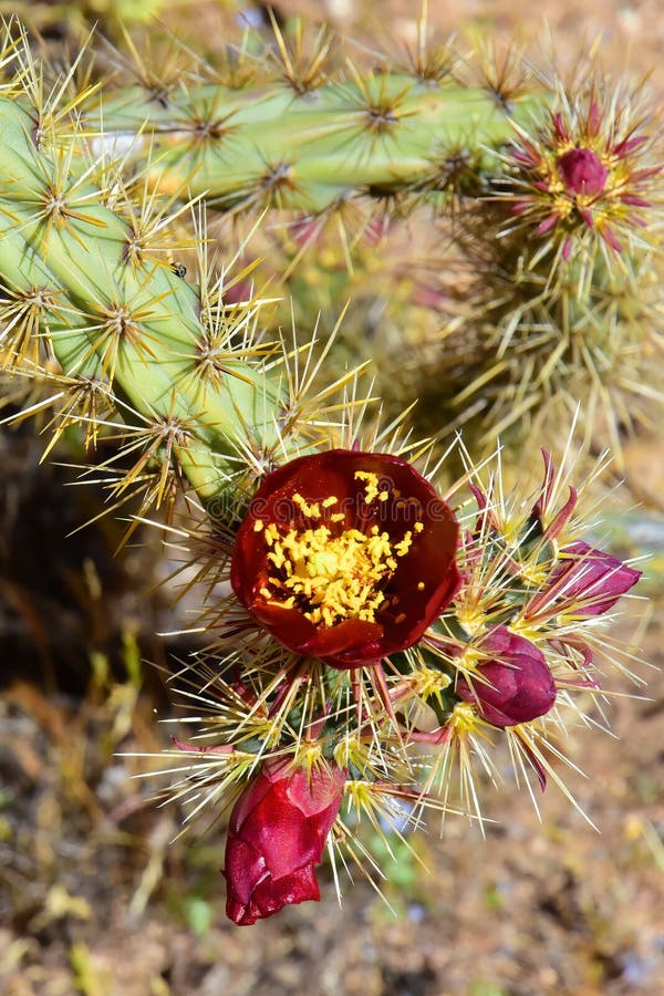 Flowering Hedge Hog cactus stock image. Image of mountain - 366294051