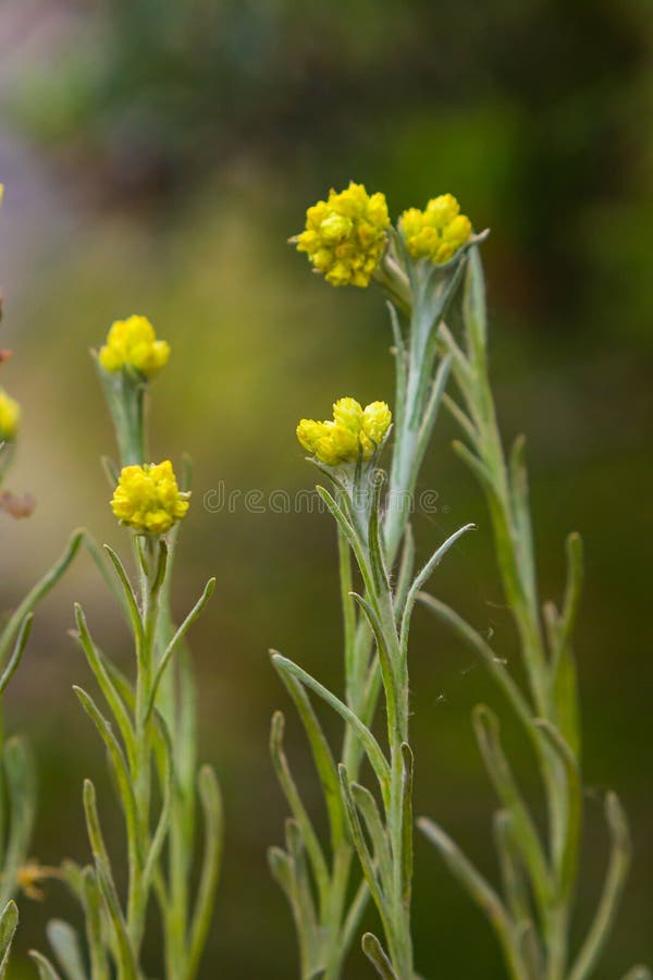 Flowering Helichrysum Arenarium, Close-up, with Vignette. Medicinal ...