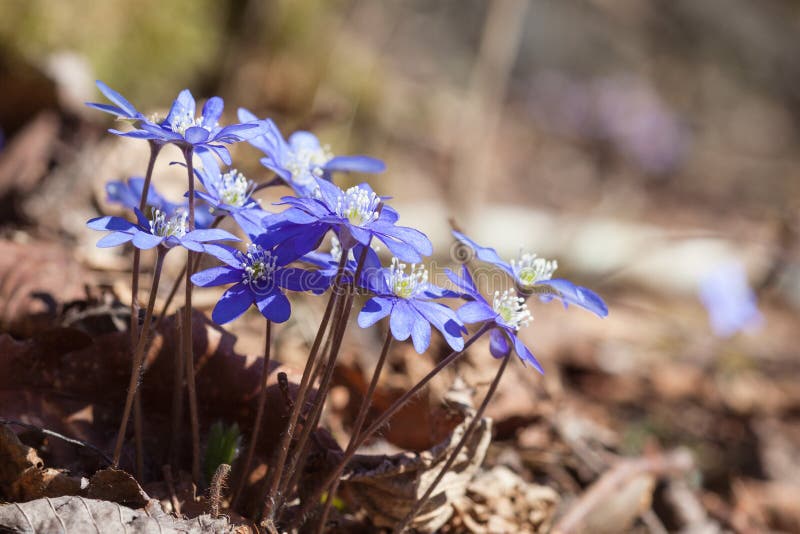 Flowering hepatica stock photo. Image of blooming, flora - 36839030