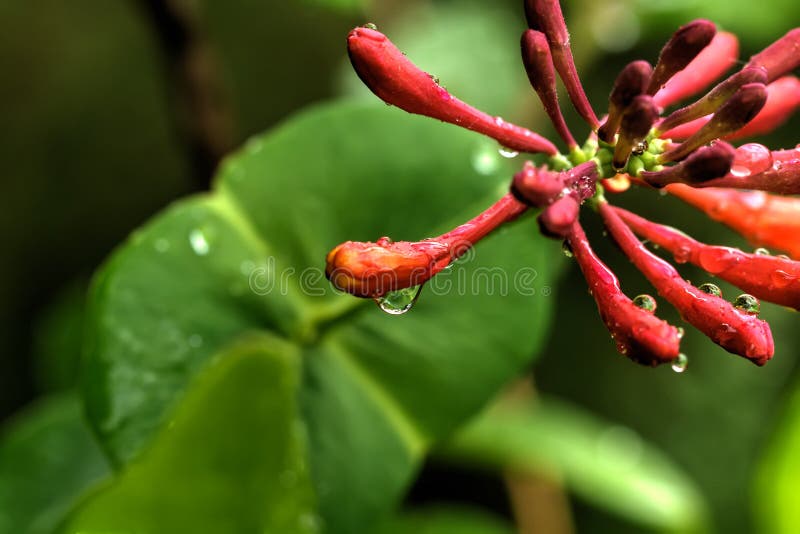 Flowering Honeysuckle. Spring. Stock Image - Image of blossoming ...