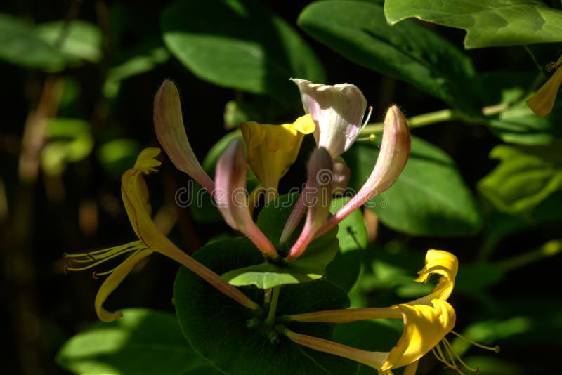 Flowering Honeysuckle. Spring. Stock Image - Image of scented, blossom ...