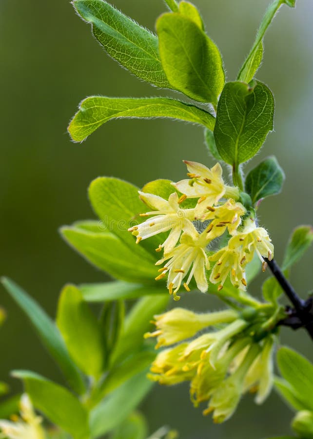 Flowering Honeysuckle, Spring, Lots of Flowers of Honeysuckle Closeup ...