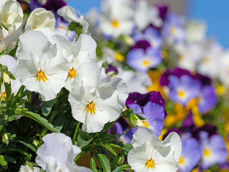 Flowering Horn Violets, Viola Cornuta, in Spring Stock Photo - Image of ...