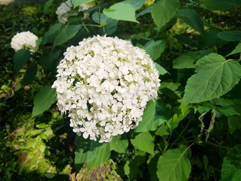The Flowering of Hydrangea Arborescens. Hydrangea Tree-like Close-up ...