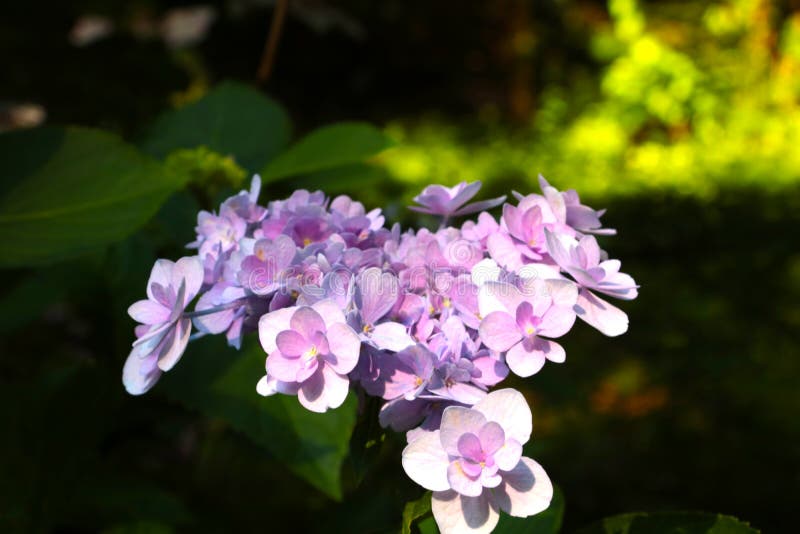 A Flowering Hydrangea Branch in the Garden in the Spring. Stock Photo ...