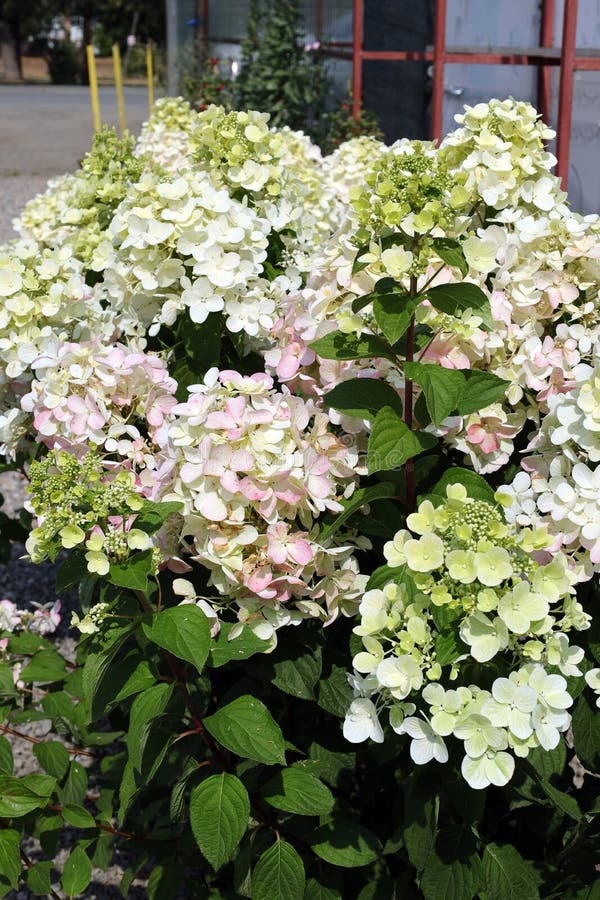 Flowering Hydrangea Bushes of Different Varieties at a Garden ...