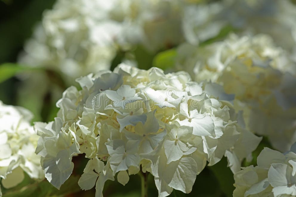 Flowering Hydrangea in the Garden Stock Image - Image of close, flora ...