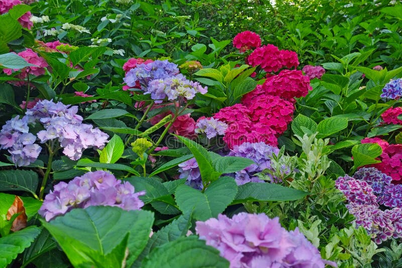 Flowering Hydrangea Gardens in the Park in the Spring. Stock Image ...