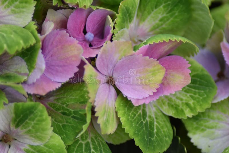 Flowering Hydrangea Magical Stock Image - Image of blue, flower: 271301835