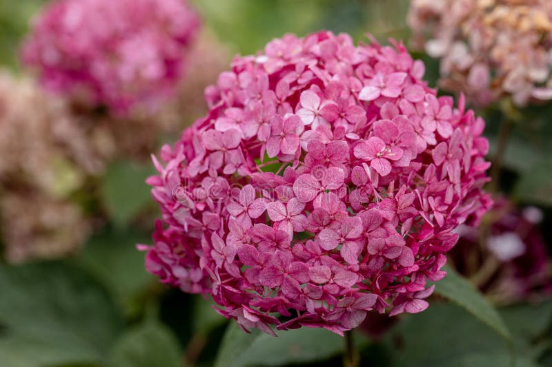 Flowering Hydrangea Tree, Hydrangea Arborescens or Candybelle Bubblegum ...