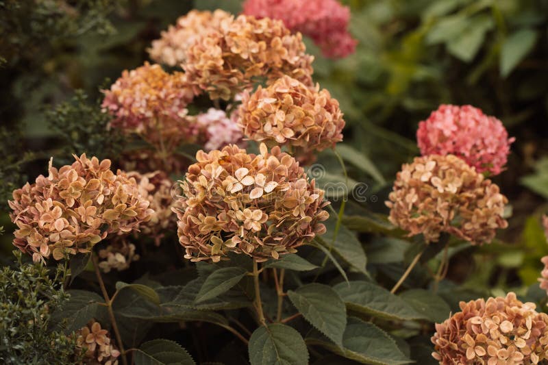 Flowering Hydrangea Tree Arborescens Candybelle Bubblegum Garden Summer ...