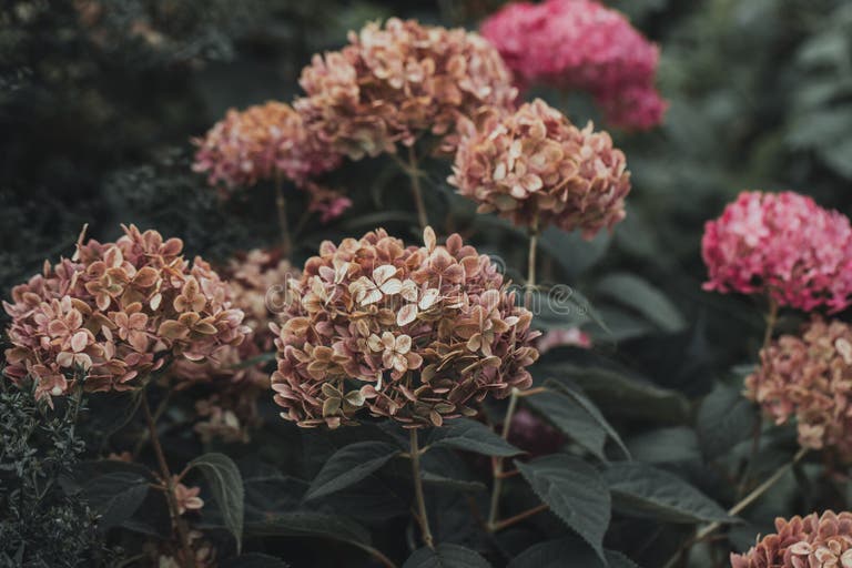 Flowering Hydrangea Tree, Hydrangea Arborescens or Candybelle Bubblegum ...