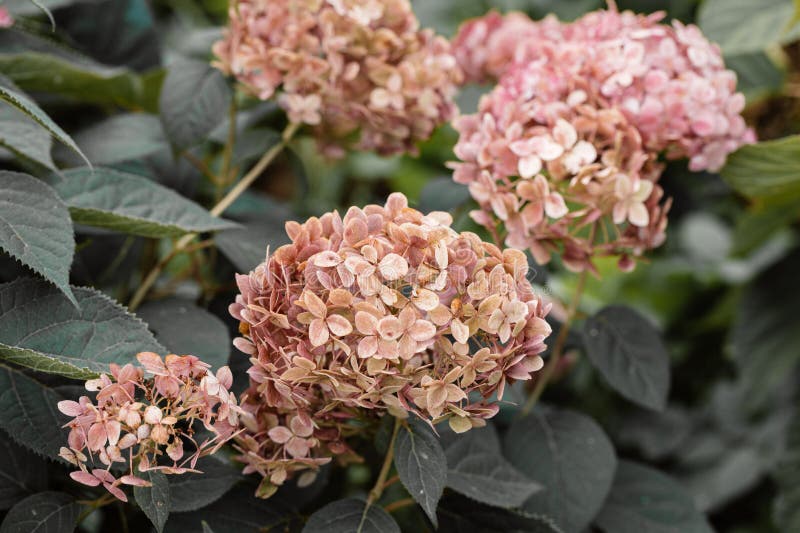 Flowering Hydrangea Tree, Hydrangea Arborescens or Candybelle Bubblegum ...