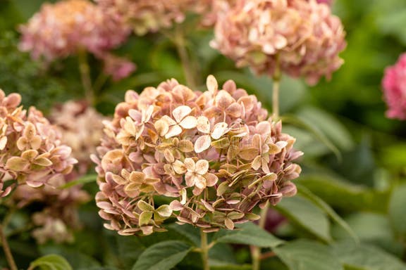 Flowering Hydrangea Tree, Hydrangea Arborescens or Candybelle Bubblegum ...