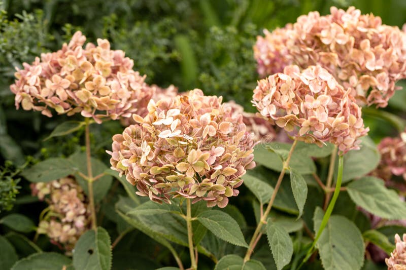 Flowering Hydrangea Tree, Hydrangea Arborescens or Candybelle Bubblegum ...