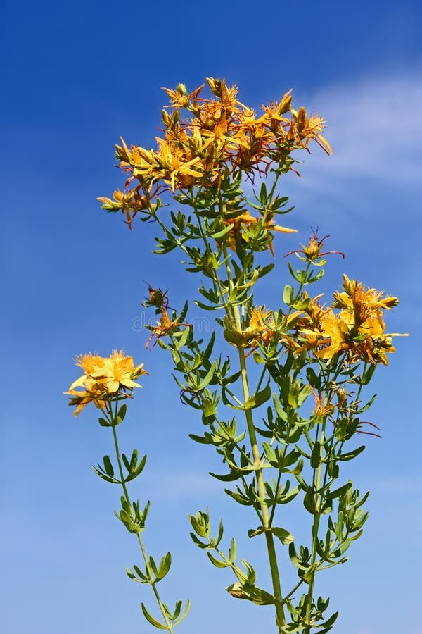 Flowering Hypericum plant stock photo. Image of brightly - 37927148