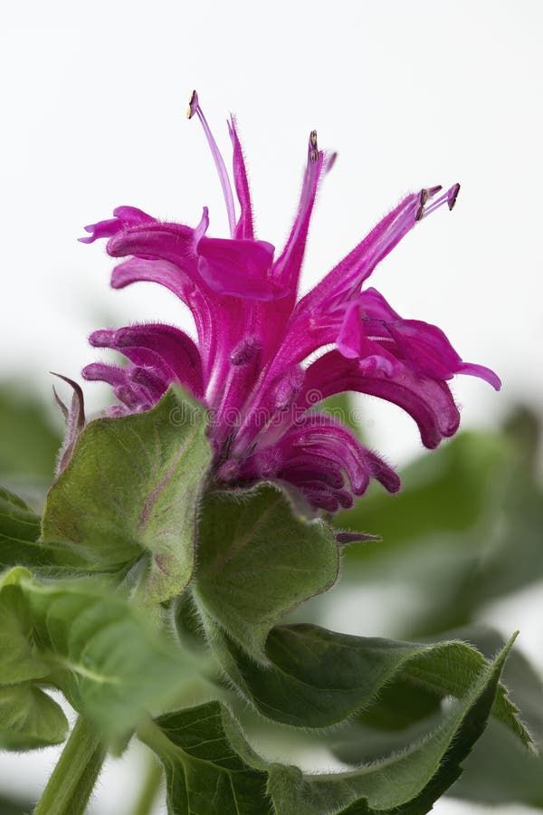Flowering Indian Nettle (Monarda Didyma) Stock Photo - Image of monarda ...