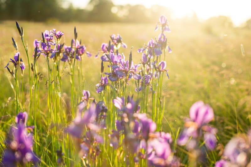 Flowering Iris in a Field at Sunset. Stock Image - Image of horizontal ...
