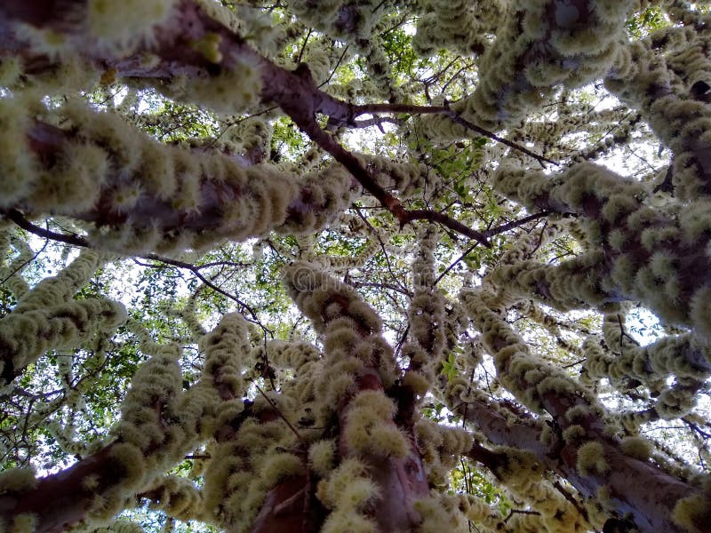 White Flowers of a Jaboticaba Tree in Bloom. Stock Photo - Image of ...