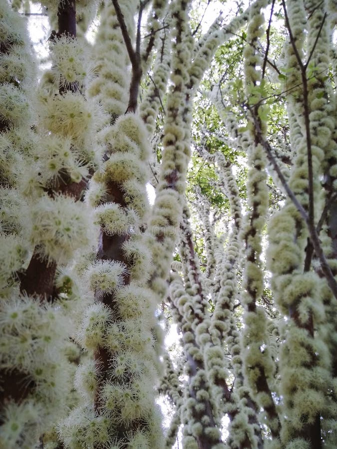White Flowers of a Jaboticaba Tree in Bloom. Stock Photo - Image of ...