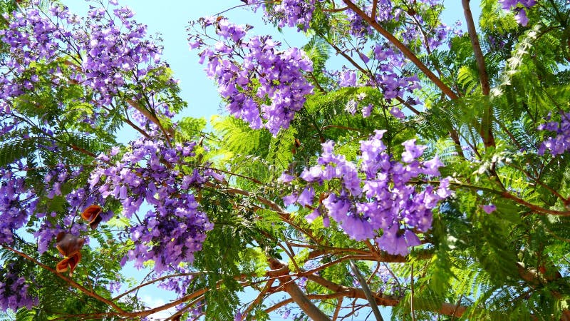 Big Jacaranda Tree in Bloom at Town Street Stock Footage - Video of ...