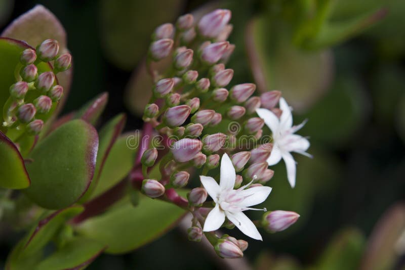 Flowering jade tree stock image. Image of ovata, bush - 20169993