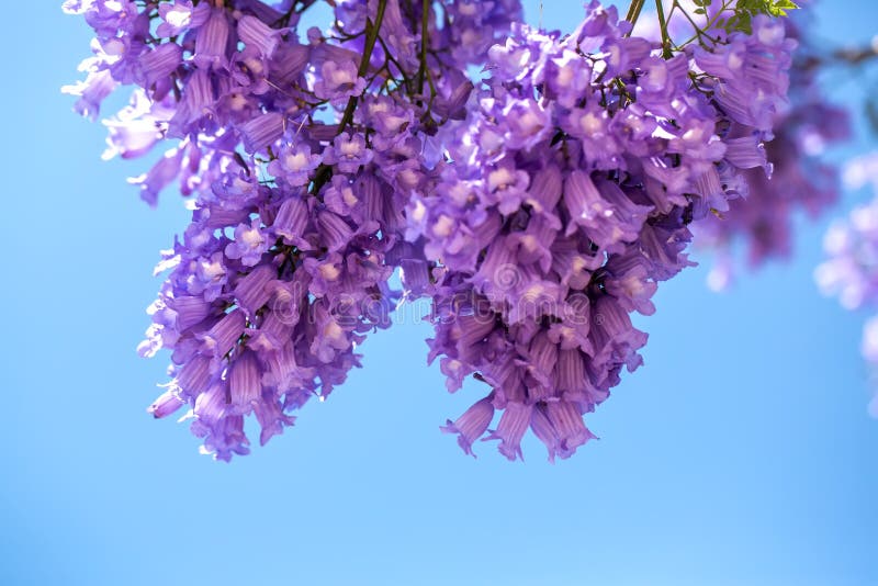 Flowering Jakaranda Branches Against the Sky Stock Image - Image of ...