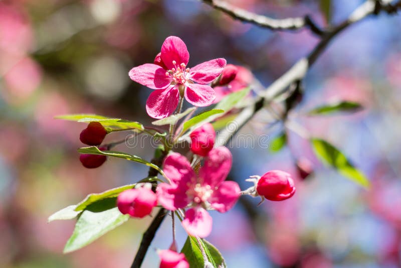 Flowering Japanese Apple Tree in Spring Stock Photo - Image of beauty ...