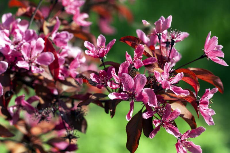 Flowering Japanese cherry stock photo. Image of garden - 100676668