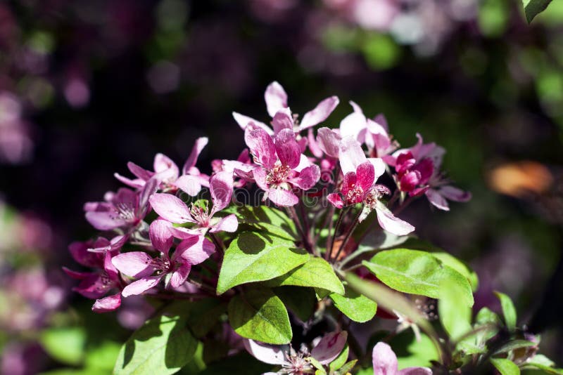 Flowering Japanese cherry stock photo. Image of closeup - 100676940