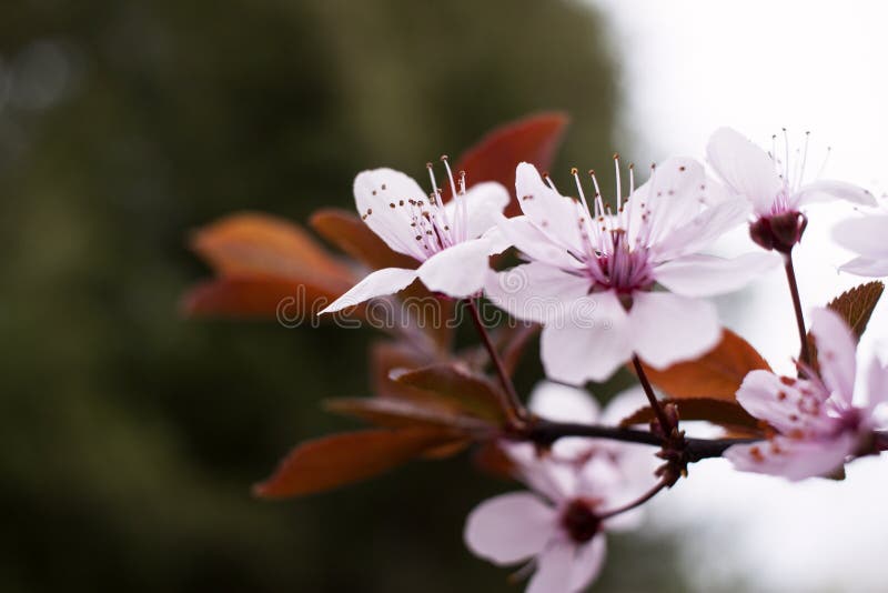 Flowering Japanese cherry stock image. Image of flower - 114775067
