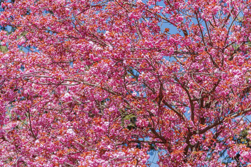 Flowering Japanese Cherry Tree or Sakura in the Spring. Stock Image ...