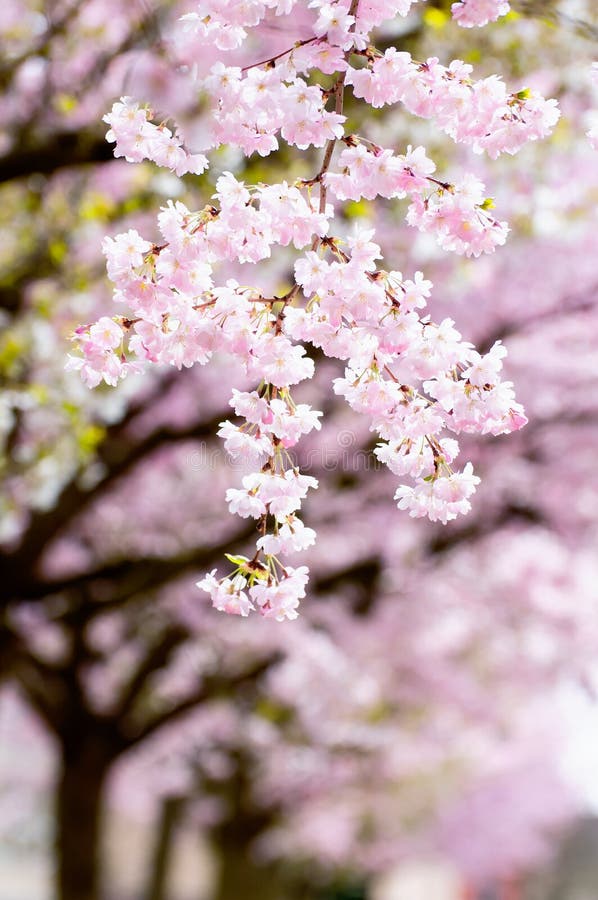 Seasonal Spring Flowers Trees Background Stock Photo - Image of botany ...
