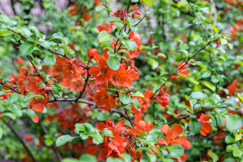 Flowering Japanese Quince Tree in the Garden on a Clear Day Stock Image ...